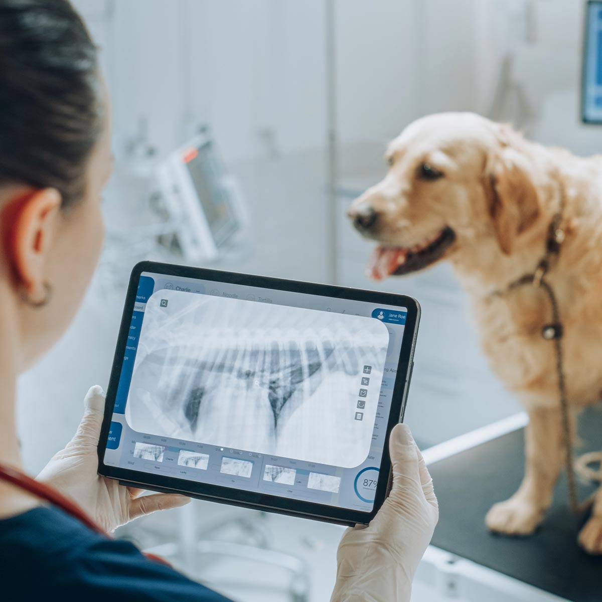 Cat & Dog X-Rays | Trinity Veterinary Hospital in Stillwater, OK