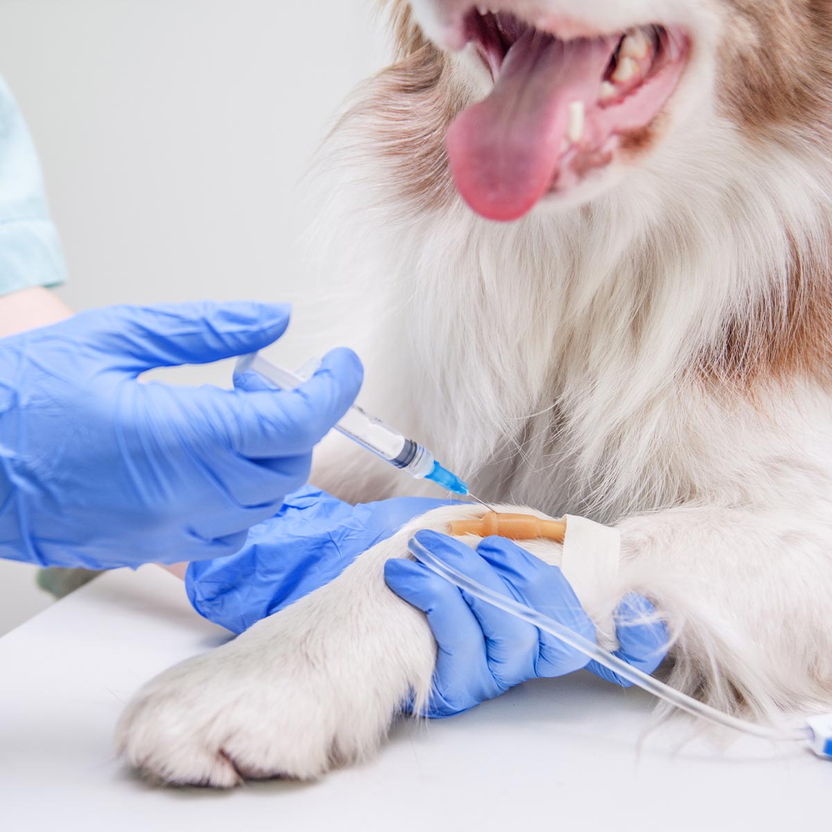 In-House Laboratory | Trinity Veterinary Hospital in Stillwater, OK